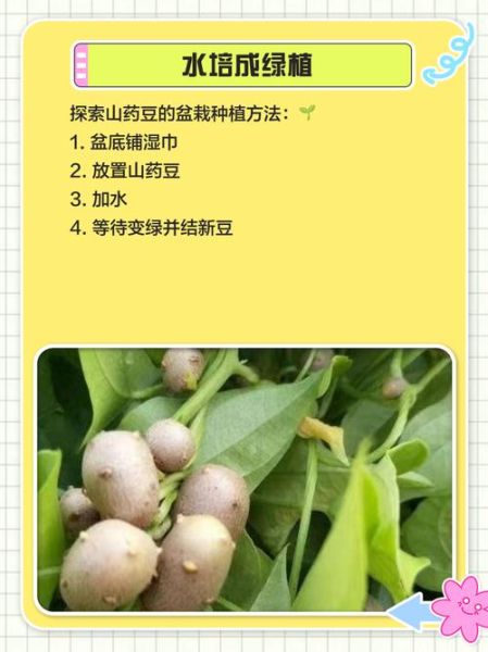山药豆发芽了能吃吗_有毒吗-第1张图片-山城妙识