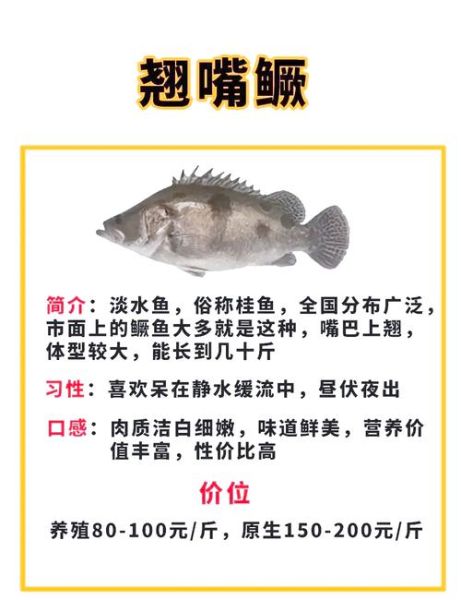 鳜鱼为什么贵_鳜鱼价格高的原因-第3张图片-山城妙识