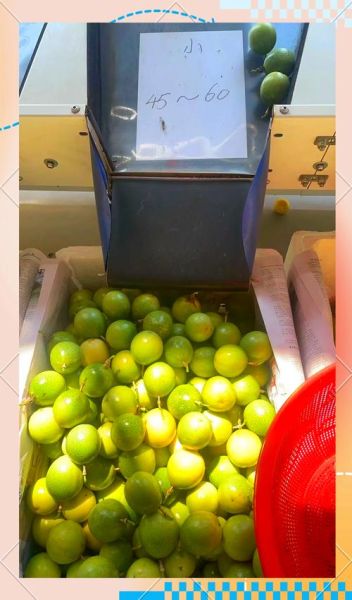 百香果多少钱一斤2020_2020年百香果价格走势-第1张图片-山城妙识 百香果多少钱一斤2020_2020年百香果价格走势-第1张图片-山城妙识