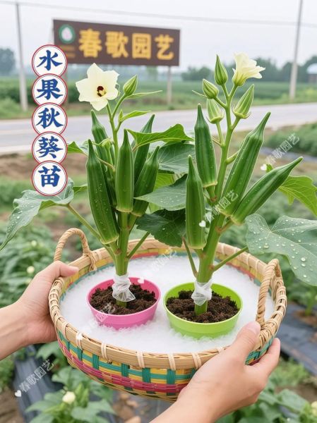 秋葵视频软件下载免费_秋葵视频怎么用-第2张图片-山城妙识