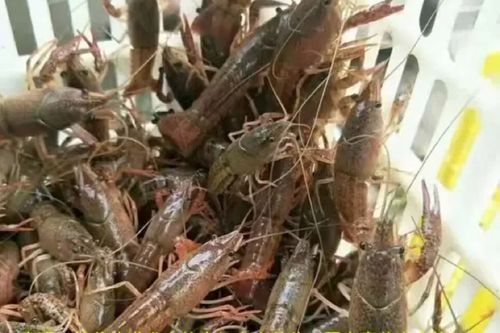 盱眙小龙虾养殖基地在哪里_养殖技术要点-第1张图片-山城妙识