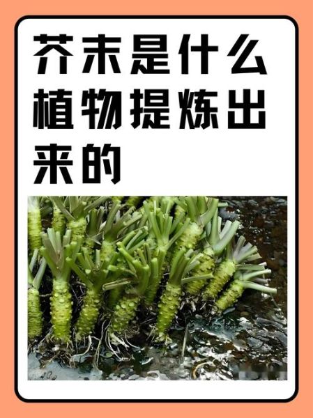 芥末能消炎止痛吗_芥末的药用功效与作用-第3张图片-山城妙识