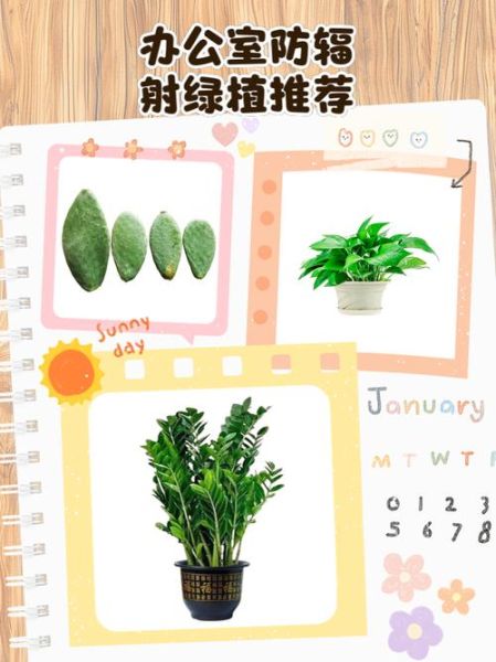 防辐射的植物有哪些_哪些植物能吸收辐射-第1张图片-山城妙识