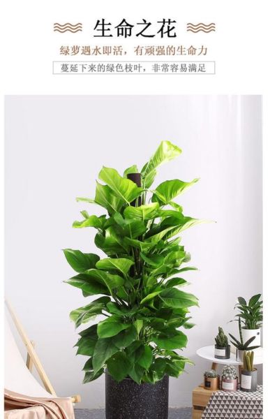 防辐射的植物有哪些_哪些植物能吸收辐射-第3张图片-山城妙识