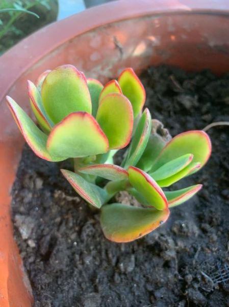 防辐射的植物有哪些_哪些植物能吸收辐射-第2张图片-山城妙识