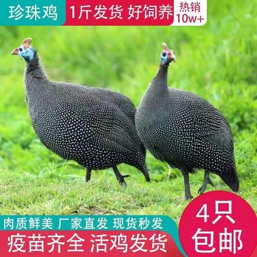 珍珠鸡多少钱一斤_珍珠鸡价格行情-第2张图片-山城妙识 珍珠鸡多少钱一斤_珍珠鸡价格行情-第2张图片-山城妙识