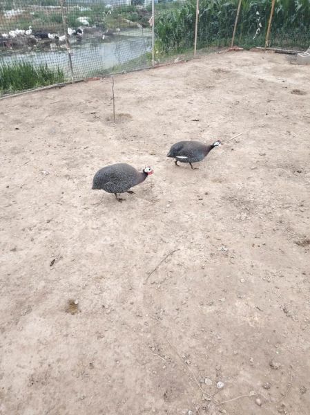 珍珠鸡多少钱一斤_珍珠鸡价格行情-第3张图片-山城妙识 珍珠鸡多少钱一斤_珍珠鸡价格行情-第3张图片-山城妙识