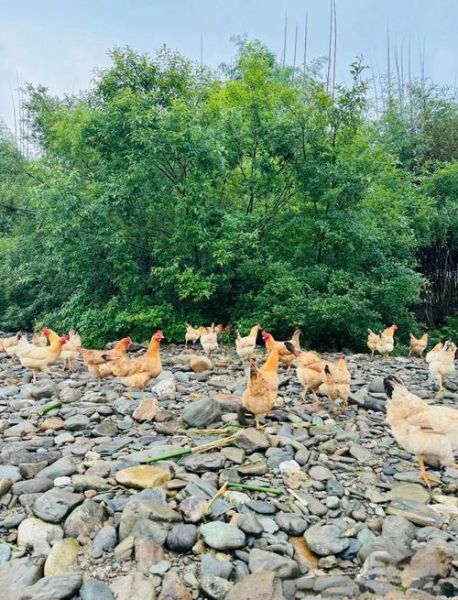 笨鸡蛋和土鸡蛋的区别_哪个营养价值更高-第1张图片-山城妙识