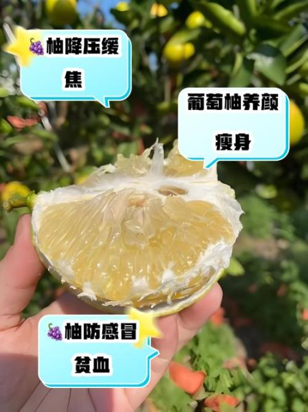 葡萄柚什么人不能吃_葡萄柚禁忌人群有哪些-第1张图片-山城妙识