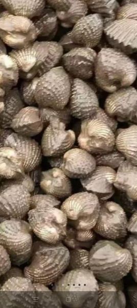 血蚶怎么读_血蚶的正确发音是什么-第1张图片-山城妙识