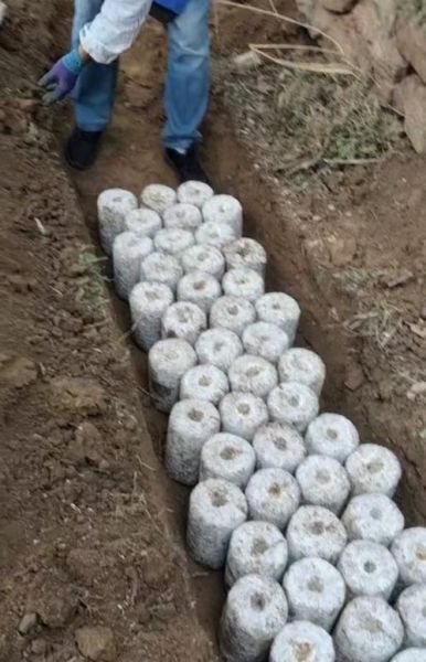 种植蘑菇的成本与利润_一亩地能赚多少钱-第2张图片-山城妙识 种植蘑菇的成本与利润_一亩地能赚多少钱-第2张图片-山城妙识