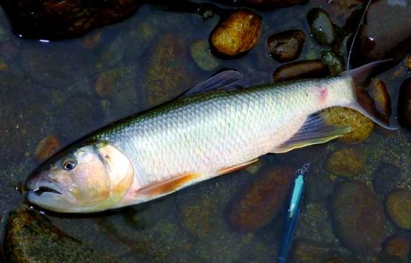 马口鱼怎么钓_马口鱼吃什么饵-第2张图片-山城妙识 马口鱼怎么钓_马口鱼吃什么饵-第2张图片-山城妙识