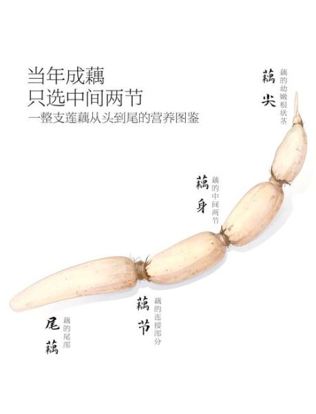 藕断丝连的丝指的是藕的什么_藕丝的结构与作用-第1张图片-山城妙识