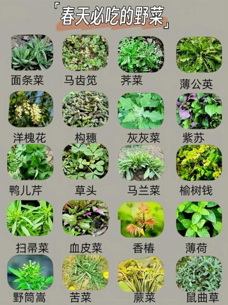 野菜大全图片和名字_哪些野菜可以吃-第3张图片-山城妙识