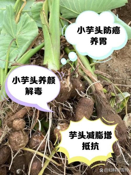 芋头功效与作用禁忌_哪些人不能吃芋头-第2张图片-山城妙识 芋头功效与作用禁忌_哪些人不能吃芋头-第2张图片-山城妙识