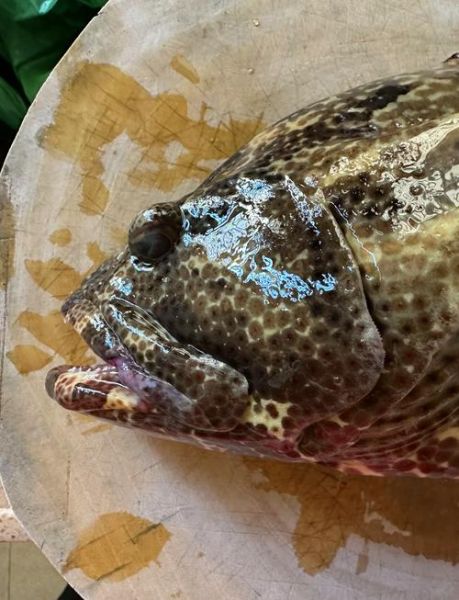 老虎斑和石斑鱼哪个贵_价格差异到底有多大-第2张图片-山城妙识