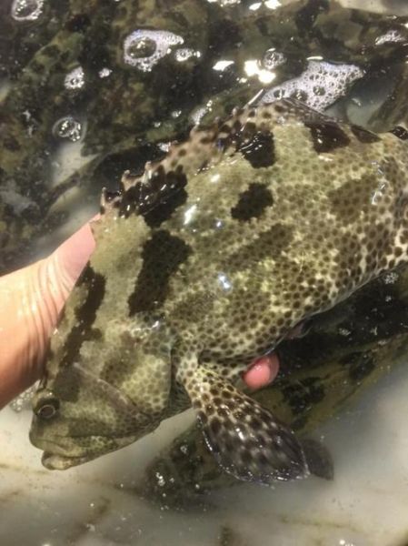 老虎斑和石斑鱼哪个贵_价格差异到底有多大-第3张图片-山城妙识