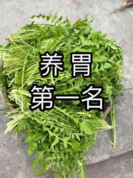 养胃蔬菜有哪些_24种蔬菜怎么选-第2张图片-山城妙识 养胃蔬菜有哪些_24种蔬菜怎么选-第2张图片-山城妙识