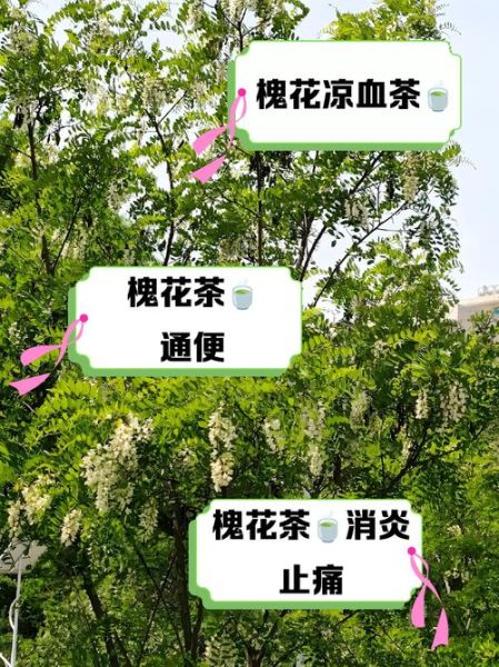 槐花泡水喝的功效_槐花泡水有什么禁忌-第1张图片-山城妙识