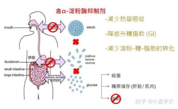 白芸豆阻断片真的有用吗_白芸豆阻断片怎么吃效果最好-第2张图片-山城妙识 白芸豆阻断片真的有用吗_白芸豆阻断片怎么吃效果最好-第2张图片-山城妙识