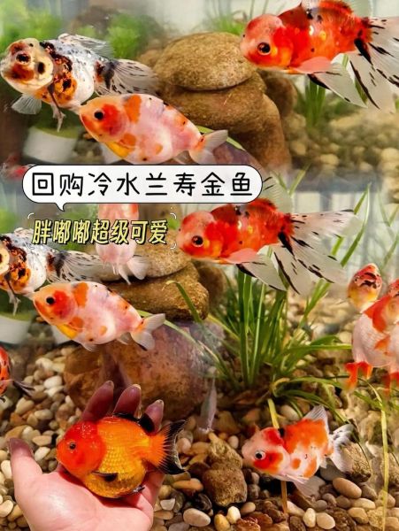 高山冷水适合养什么鱼_冷水鱼品种推荐-第2张图片-山城妙识