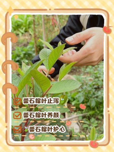 番石榴叶降血糖真的有用吗_番石榴叶茶怎么喝才有效-第1张图片-山城妙识