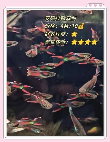 高山冷水适合养什么鱼_冷水鱼品种推荐-第1张图片-山城妙识