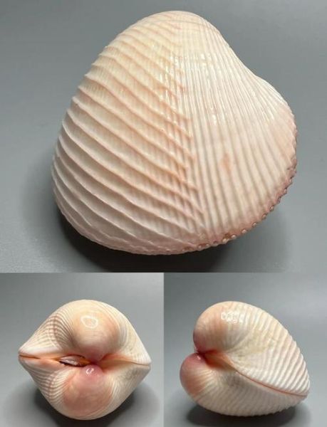 鸟蛤怎么读_鸟蛤读音是什么-第1张图片-山城妙识