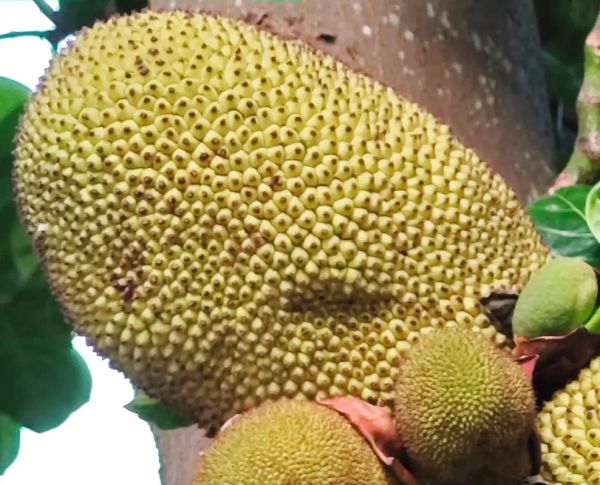 菠萝蜜一天吃了十颗会怎么样_一天吃十颗菠萝蜜会胖吗-第3张图片-山城妙识