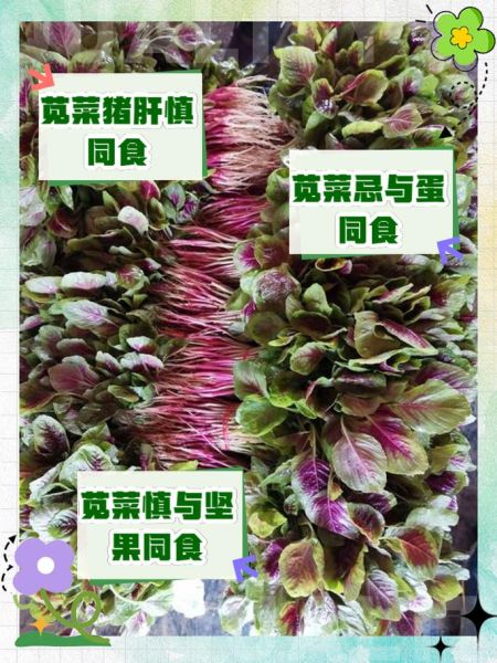 孕妇能吃苋菜吗_苋菜对孕妇的利弊-第1张图片-山城妙识 孕妇能吃苋菜吗_苋菜对孕妇的利弊-第1张图片-山城妙识