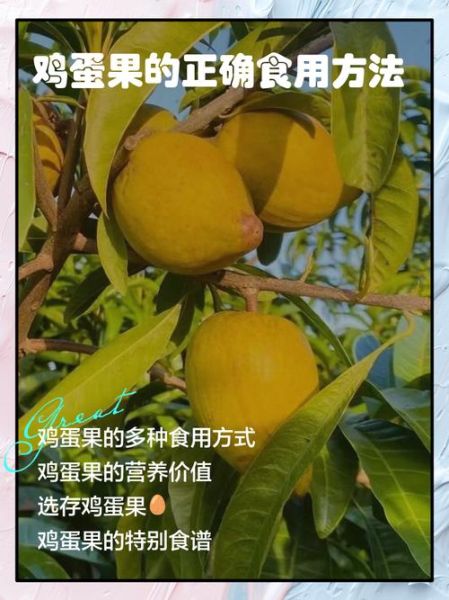 鸡蛋果的功效与作用_鸡蛋果的禁忌有哪些-第3张图片-山城妙识