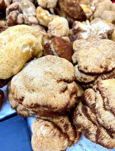 干的猴头菇怎么吃_猴头菇泡发多久才软-第3张图片-山城妙识