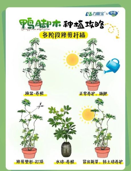 鸭脚木怎么养_鸭脚木养殖注意事项-第1张图片-山城妙识 鸭脚木怎么养_鸭脚木养殖注意事项-第1张图片-山城妙识