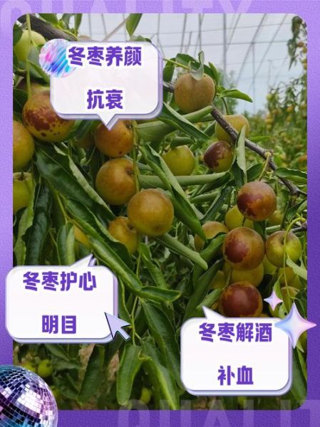 冬枣的营养价值_冬枣的功效与作用-第1张图片-山城妙识