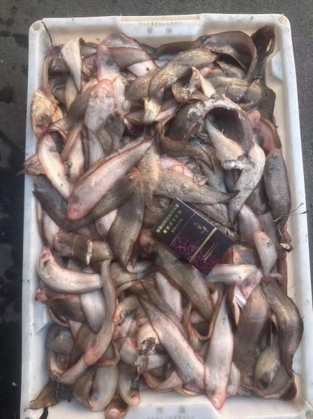 龙利鱼多少钱一斤2018_龙利鱼价格走势-第2张图片-山城妙识