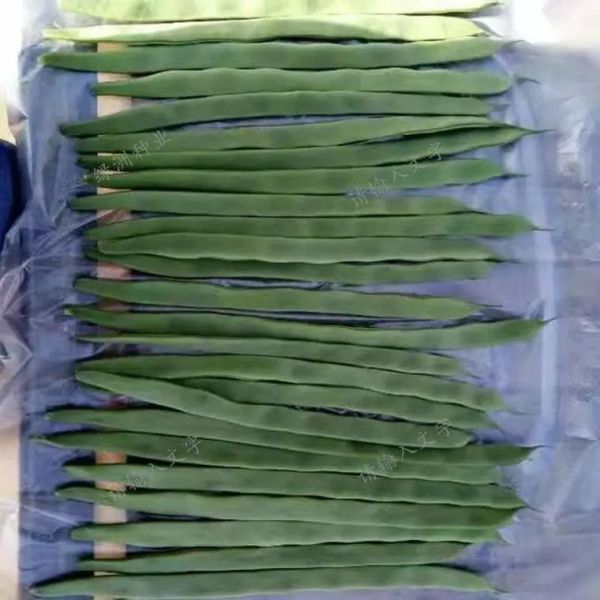 扁芸豆怎么种_扁芸豆什么时候采收-第3张图片-山城妙识