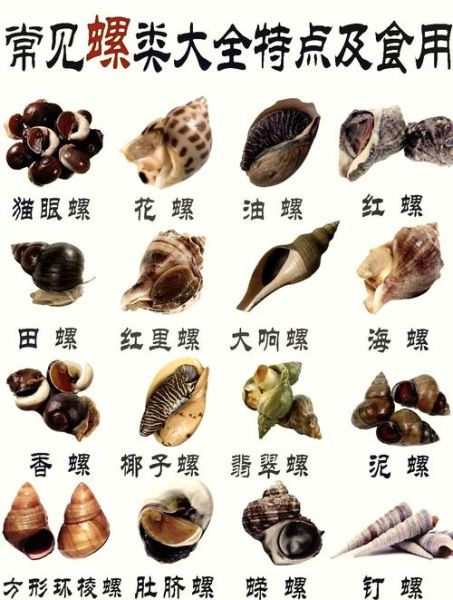 香螺哪里不能吃_香螺内脏位置图解-第1张图片-山城妙识