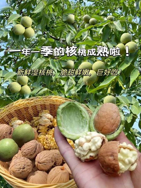 青皮核桃怎么去皮快_新鲜核桃快速去皮方法-第3张图片-山城妙识