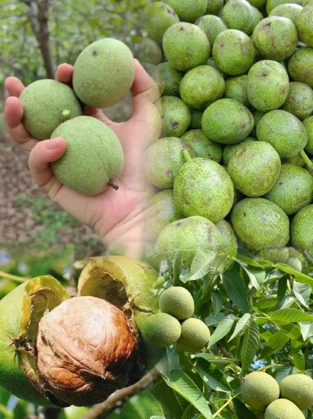 青皮核桃怎么去皮快_新鲜核桃快速去皮方法-第2张图片-山城妙识