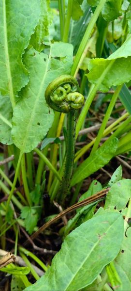 农村野菜有哪些_怎么辨认野生菜图片-第2张图片-山城妙识 农村野菜有哪些_怎么辨认野生菜图片-第2张图片-山城妙识