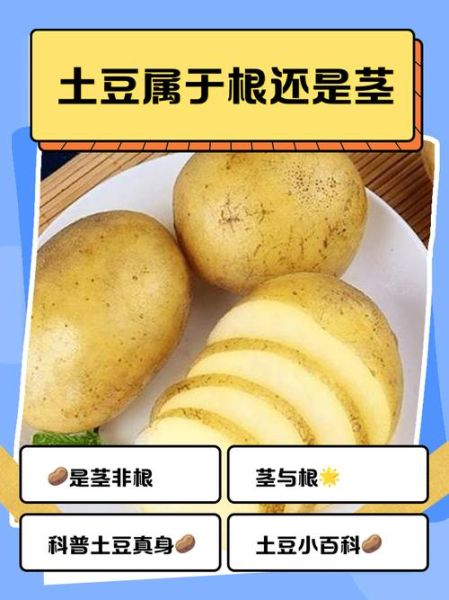 韩国土豆是谁_韩国土豆真实身份揭秘-第1张图片-山城妙识 韩国土豆是谁_韩国土豆真实身份揭秘-第1张图片-山城妙识