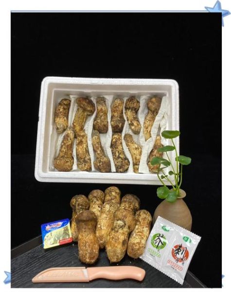 松茸为什么那么贵_松茸多少钱一斤-第1张图片-山城妙识