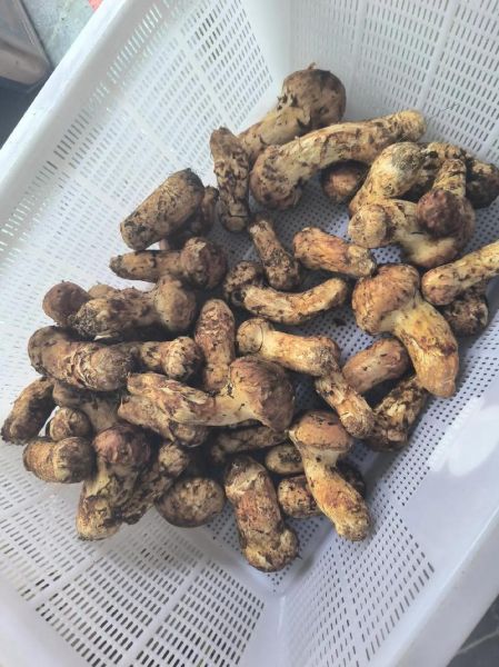 松茸为什么那么贵_松茸多少钱一斤-第3张图片-山城妙识