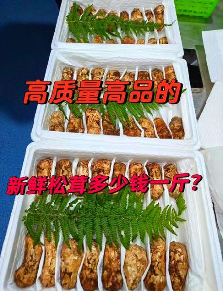 松茸为什么那么贵_松茸多少钱一斤-第2张图片-山城妙识