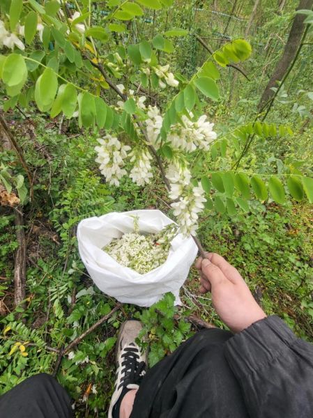 槐花多少钱一斤_槐花价格最新行情-第2张图片-山城妙识 槐花多少钱一斤_槐花价格最新行情-第2张图片-山城妙识