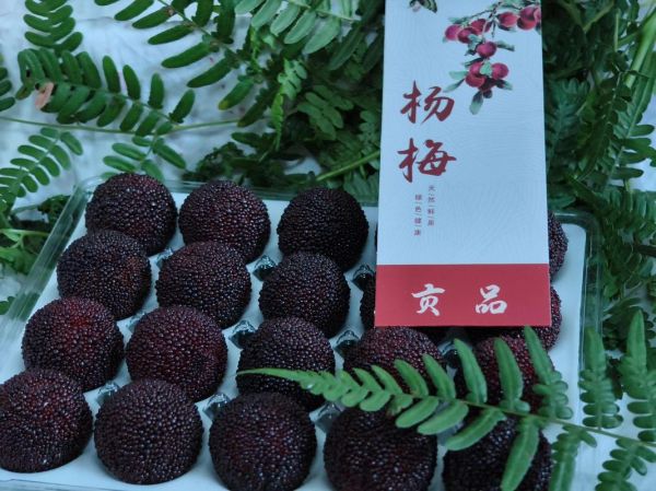 慈溪杨梅什么时候上市_慈溪杨梅上市时间-第1张图片-山城妙识