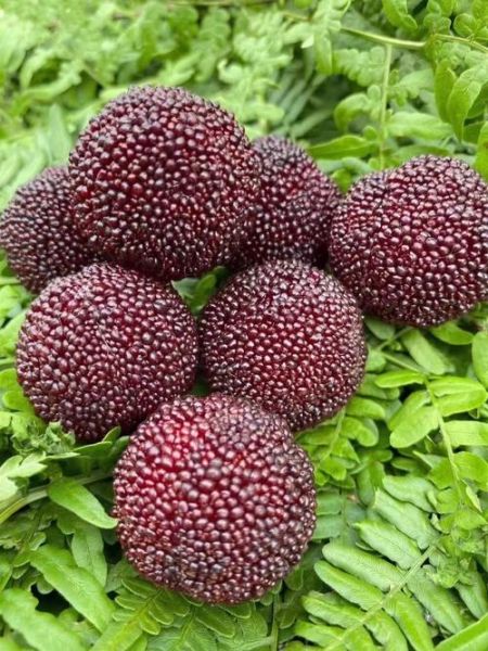 慈溪杨梅什么时候上市_慈溪杨梅上市时间-第2张图片-山城妙识