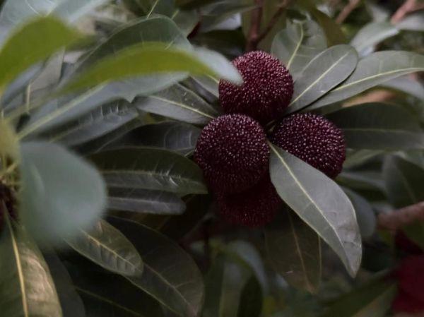 慈溪杨梅什么时候上市_慈溪杨梅上市时间-第3张图片-山城妙识