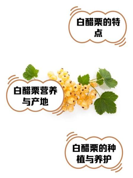 红醋栗的功效与作用_红醋栗怎么吃最营养-第1张图片-山城妙识