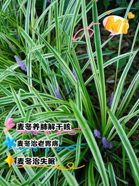 麦冬的副作用太大了_麦冬哪些人不能吃-第1张图片-山城妙识 麦冬的副作用太大了_麦冬哪些人不能吃-第1张图片-山城妙识